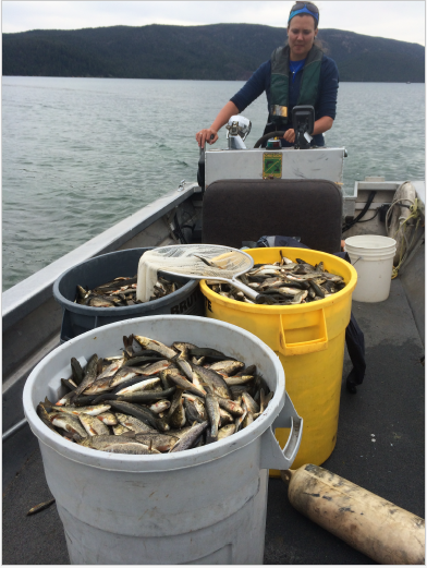 Tui chub removal update – Central Oregon Informed Angler