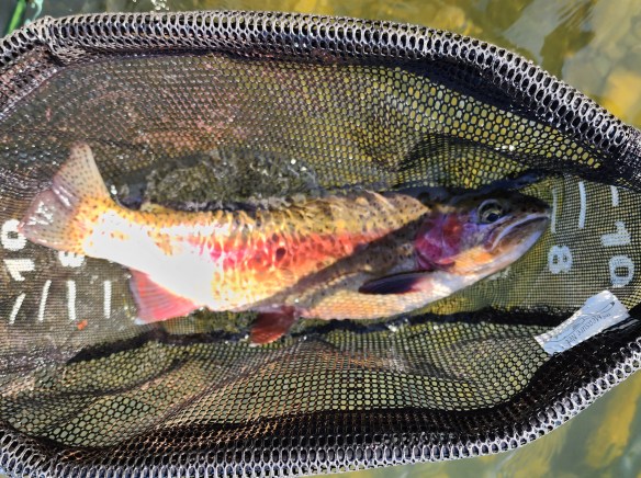 Selective Water Withdrawal Tower – Central Oregon Informed Angler