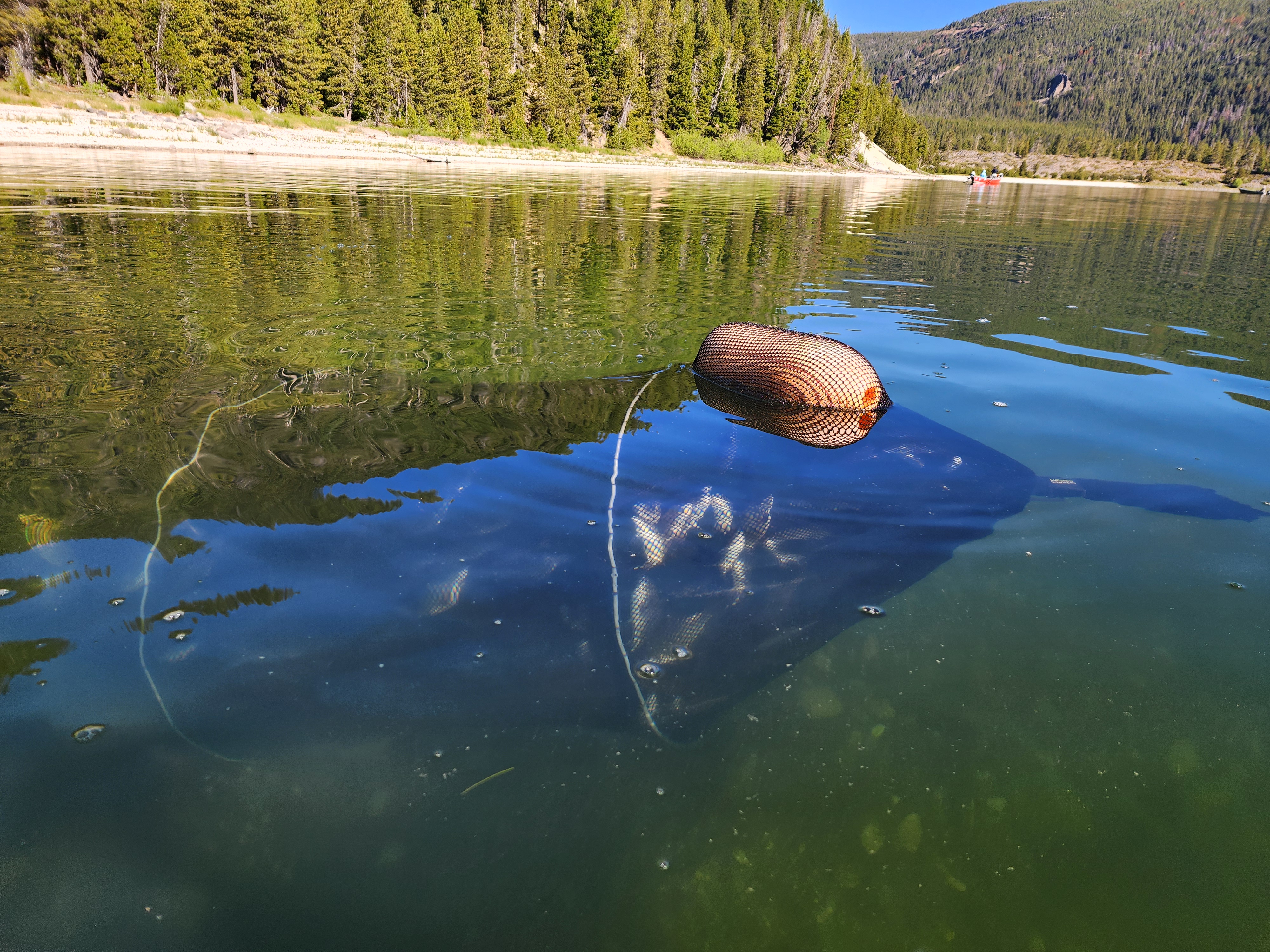 Tui chub in East Lake – Central Oregon Informed Angler